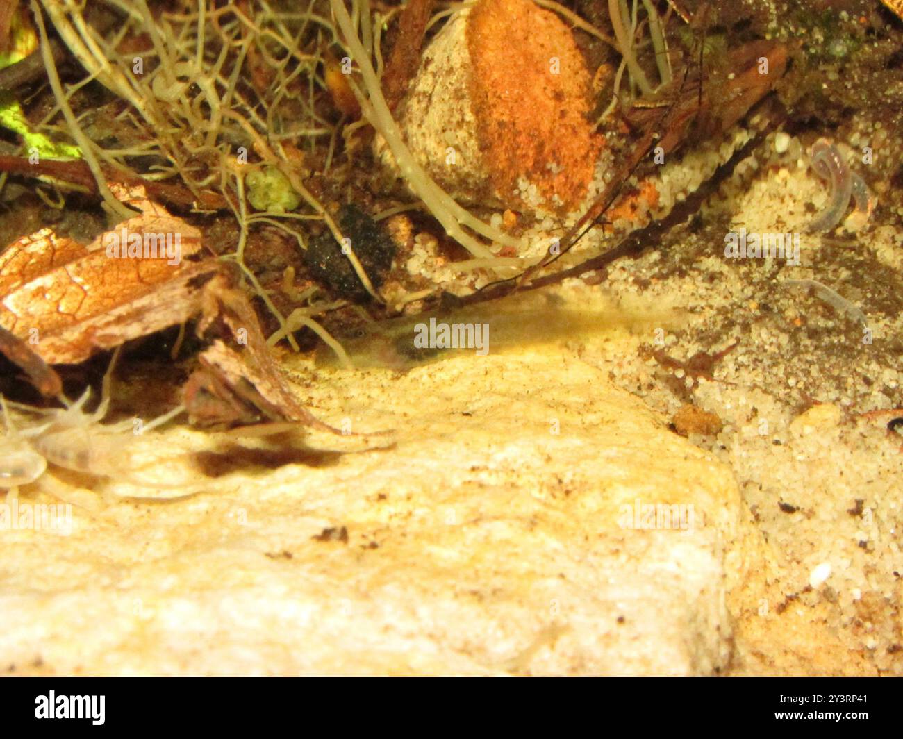 Table Mountain Ghost Frog (Heleophryne rosei) Amphibia Stock Photo - Alamy