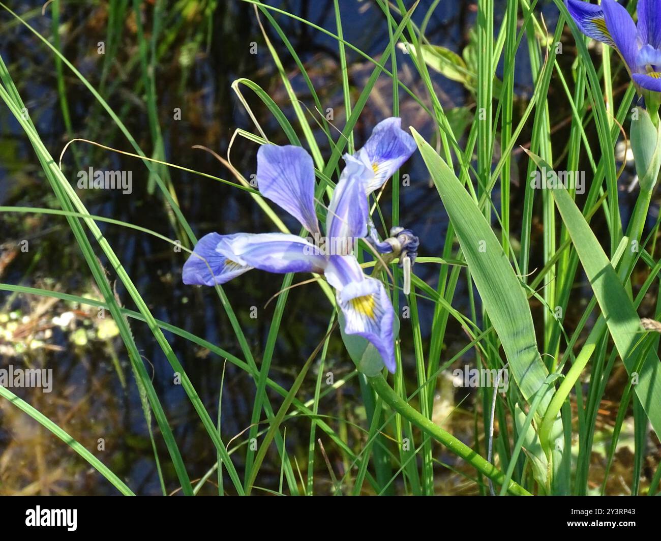 southern blue flag (Iris virginica) Plantae Stock Photo - Alamy