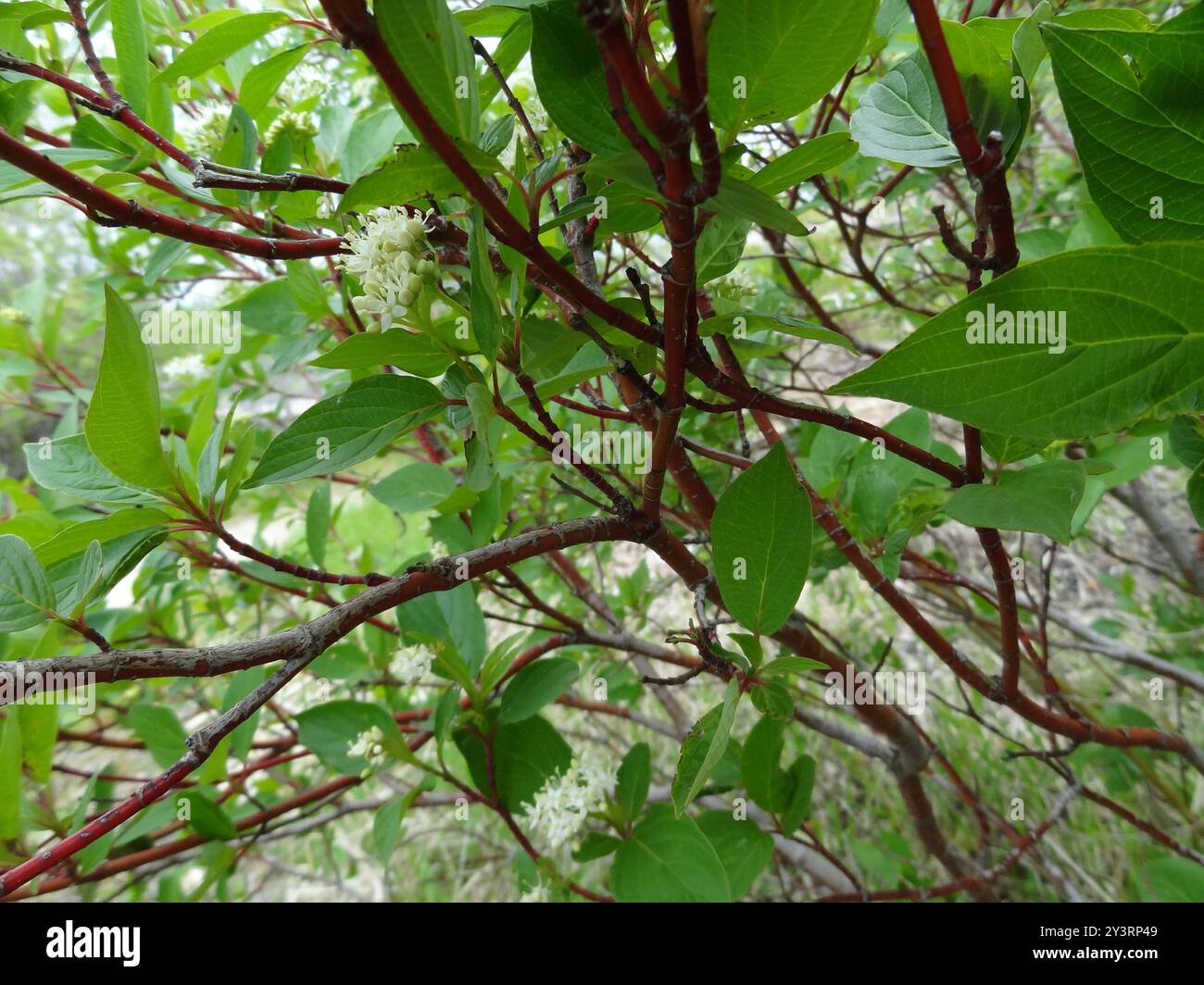 red osier dogwood (Cornus sericea) Plantae Stock Photo - Alamy