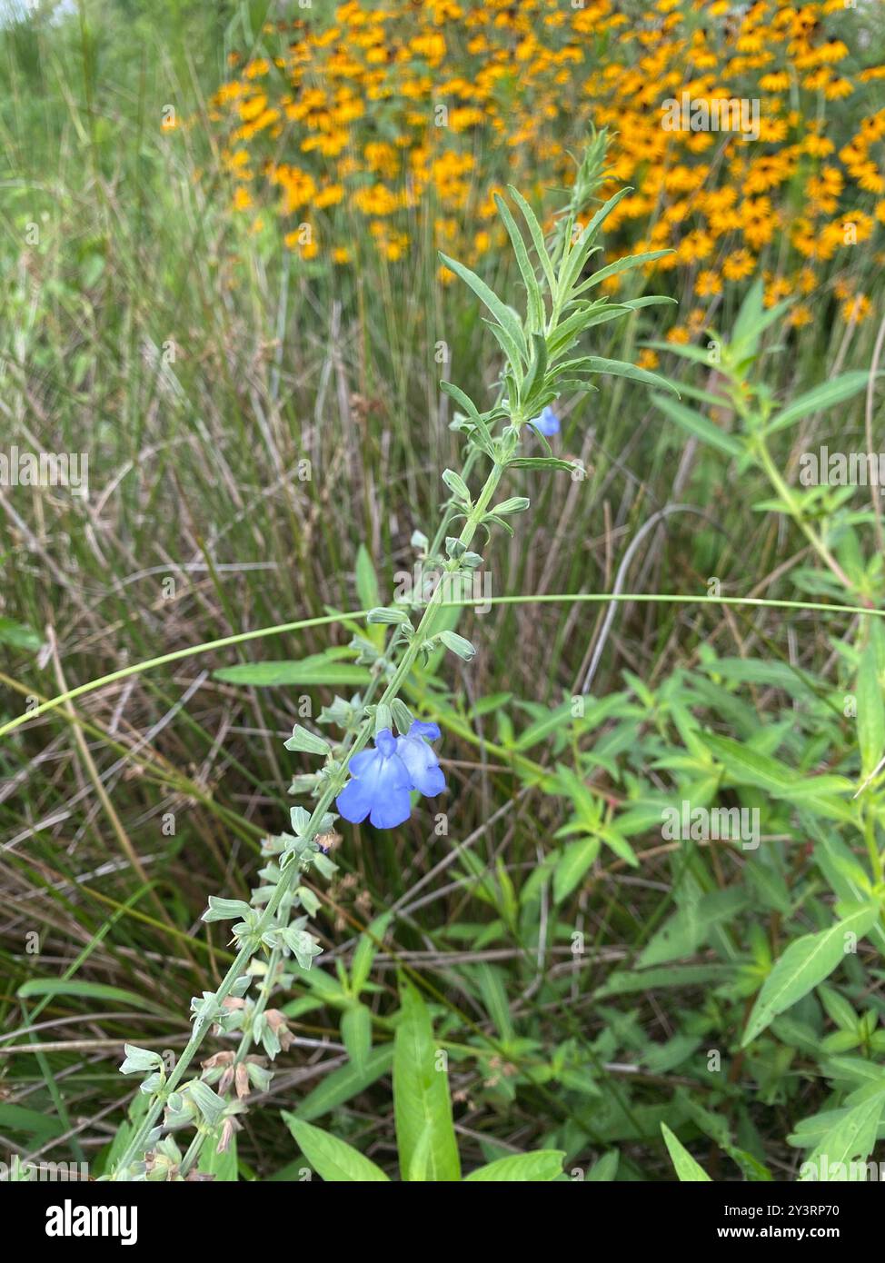 giant blue sage (Salvia azurea) Plantae Stock Photo - Alamy