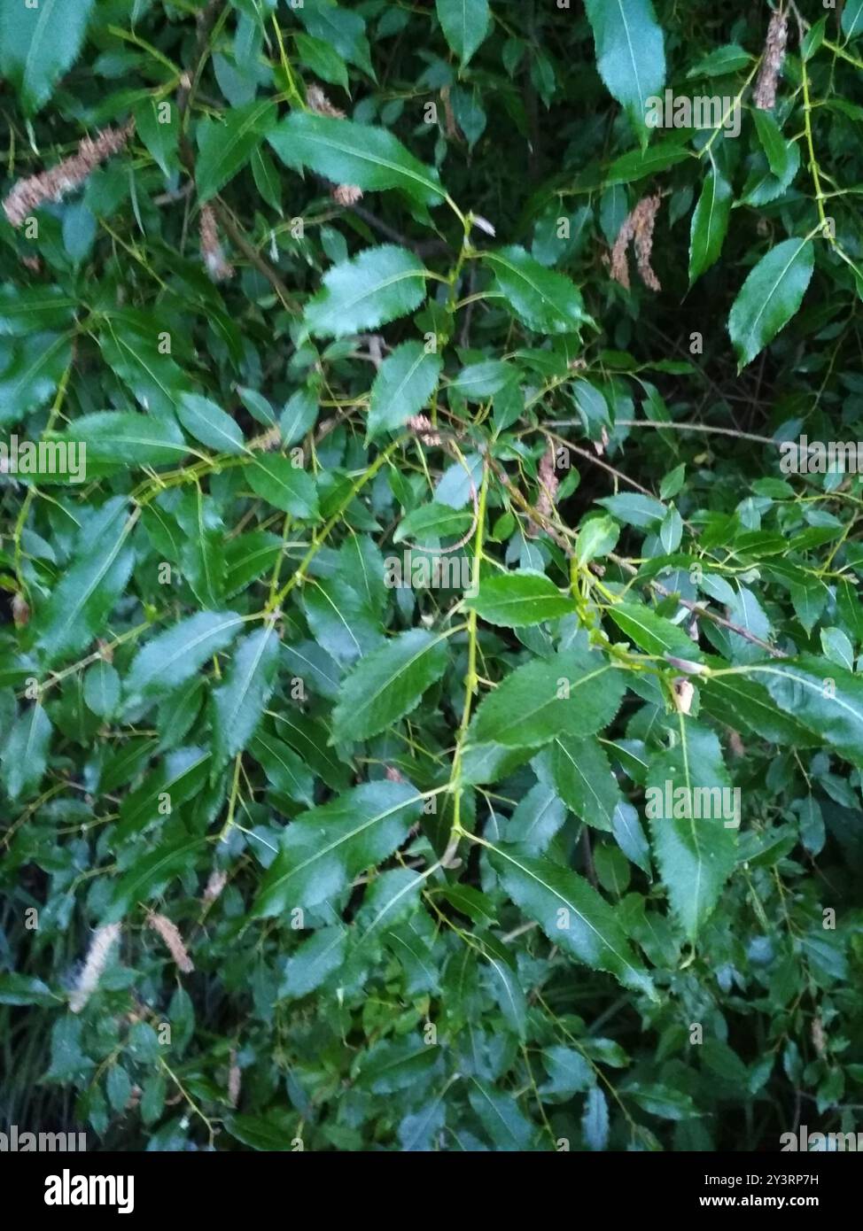 Almond Willow (Salix triandra) Plantae Stock Photo - Alamy