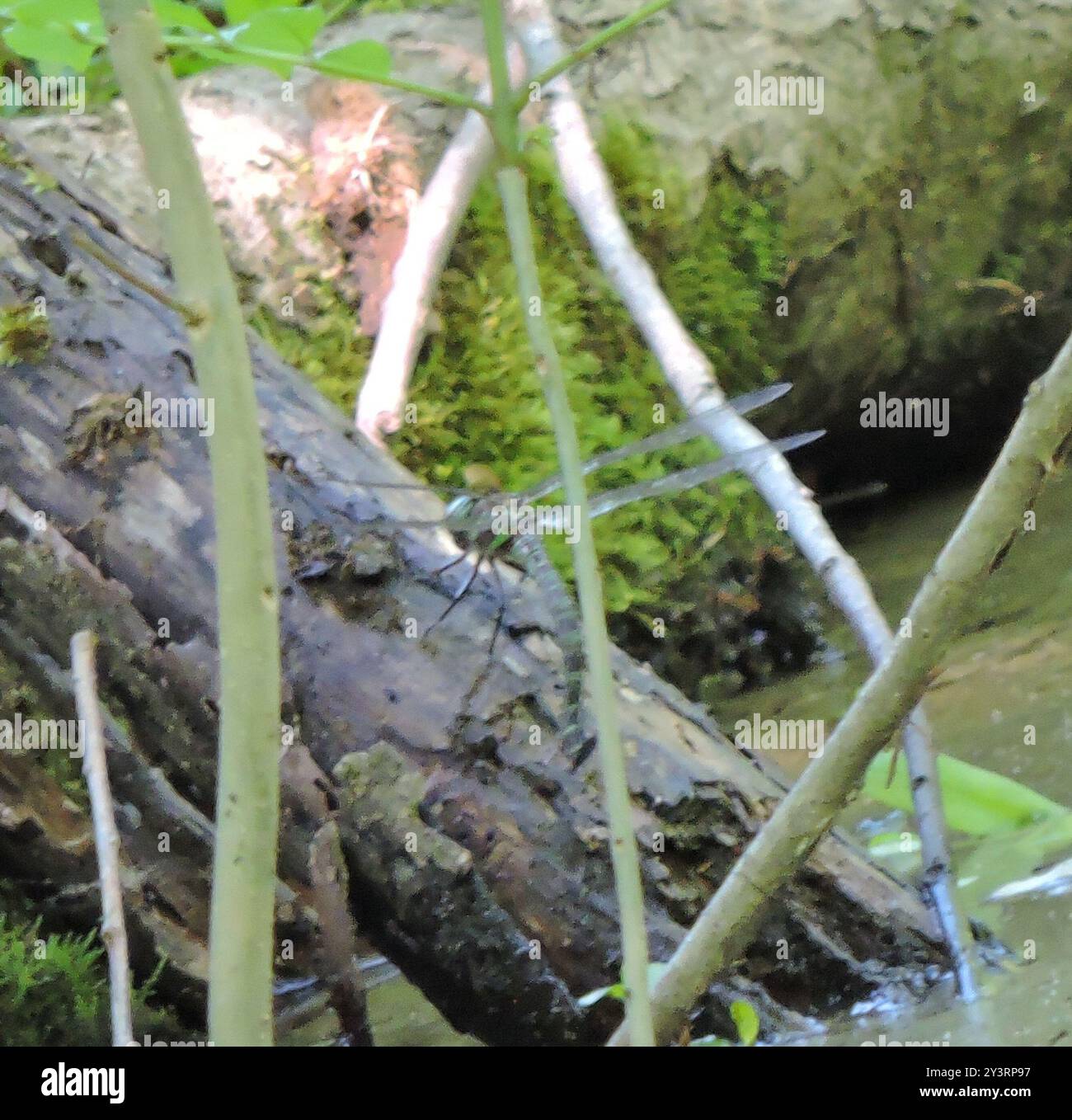 Swamp Darner (Epiaeschna heros) Insecta Stock Photo - Alamy