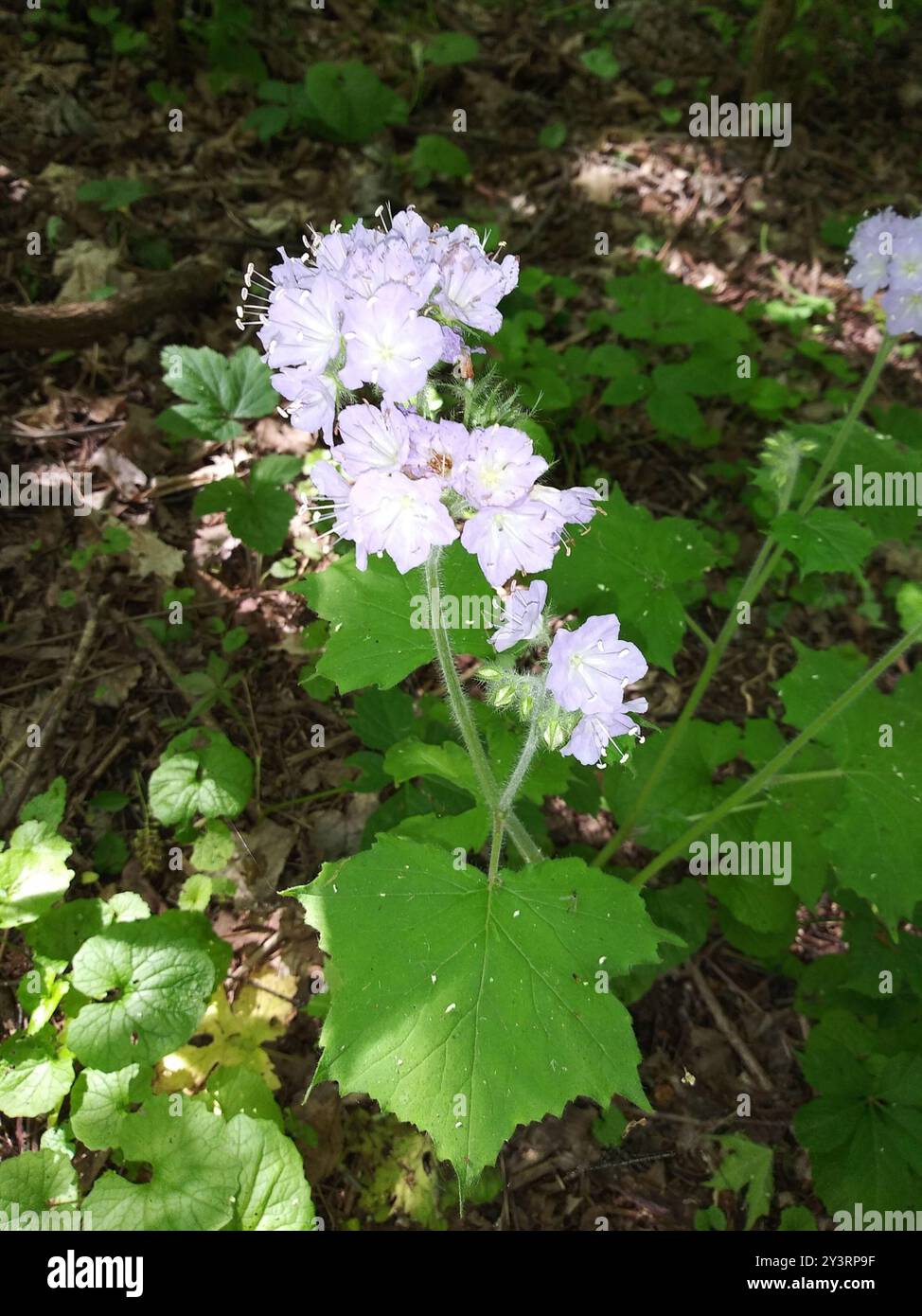 great waterleaf (Hydrophyllum appendiculatum) Plantae Stock Photo - Alamy