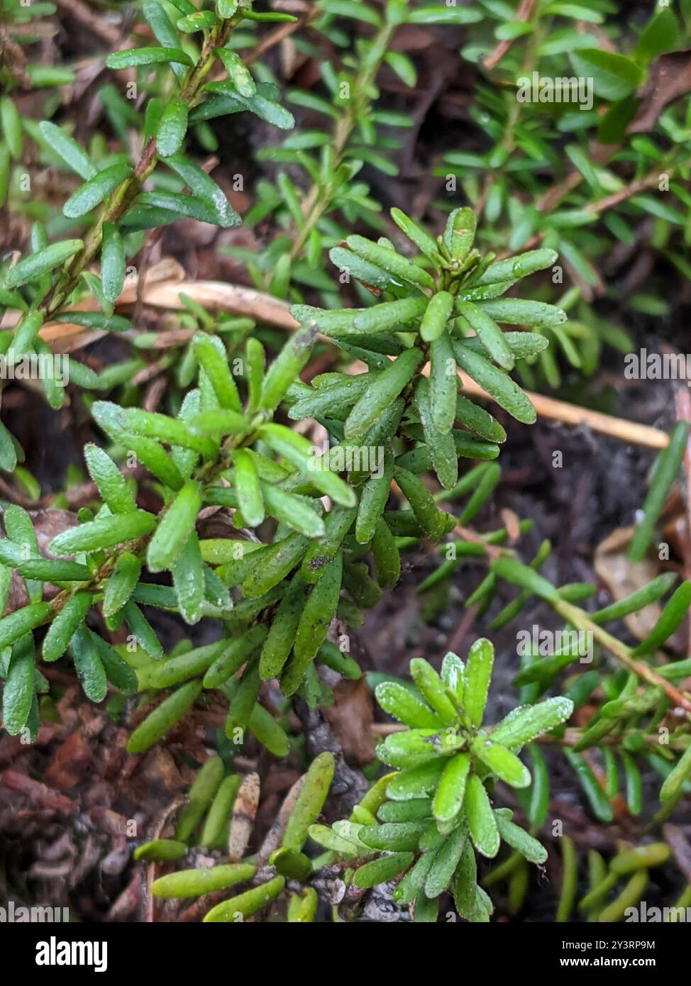 mountain-heathers (Phyllodoce) Plantae Stock Photo - Alamy