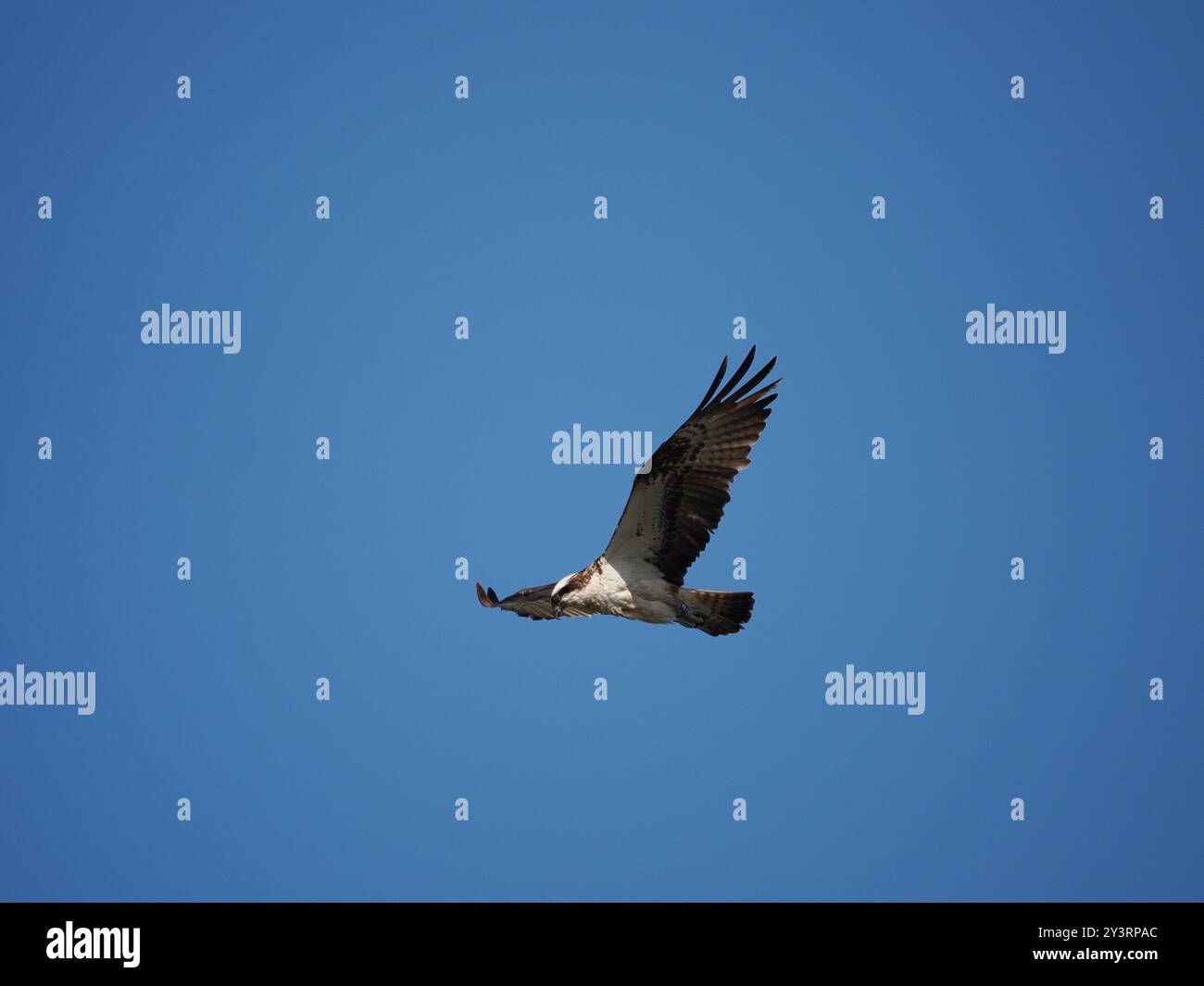 King pandion hi-res stock photography and images - Alamy