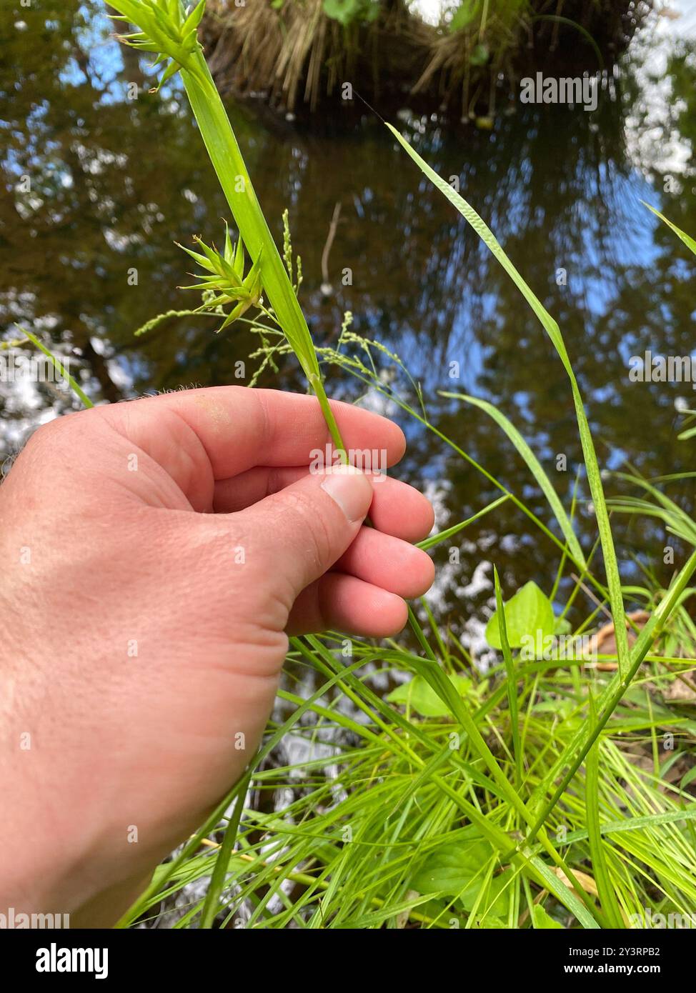 northern long sedge (Carex folliculata) Plantae Stock Photo - Alamy