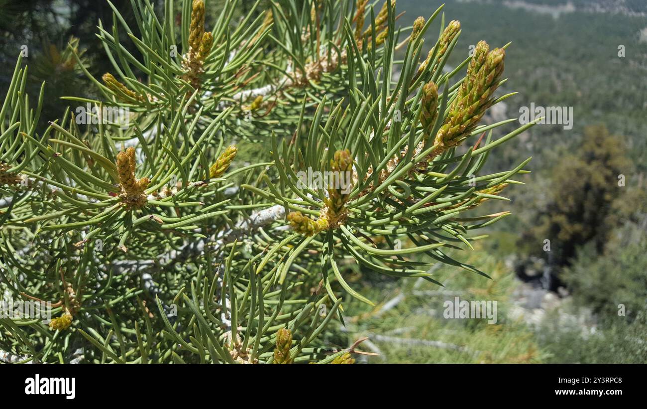 singleleaf pinyon (Pinus monophylla) Plantae Stock Photo - Alamy
