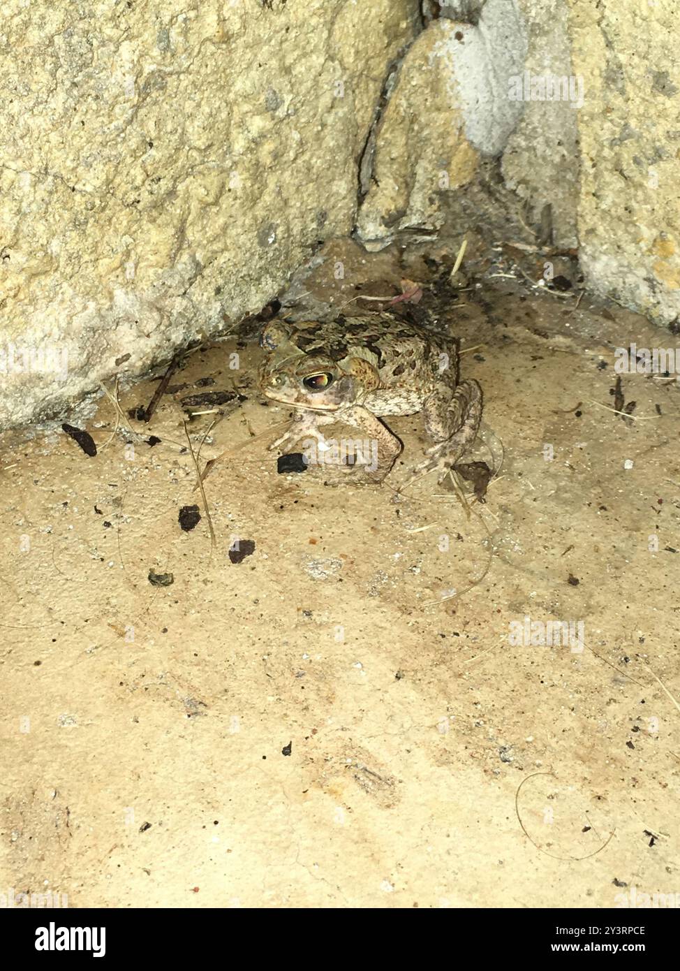 Cane Toad (Rhinella marina) Amphibia Stock Photo - Alamy