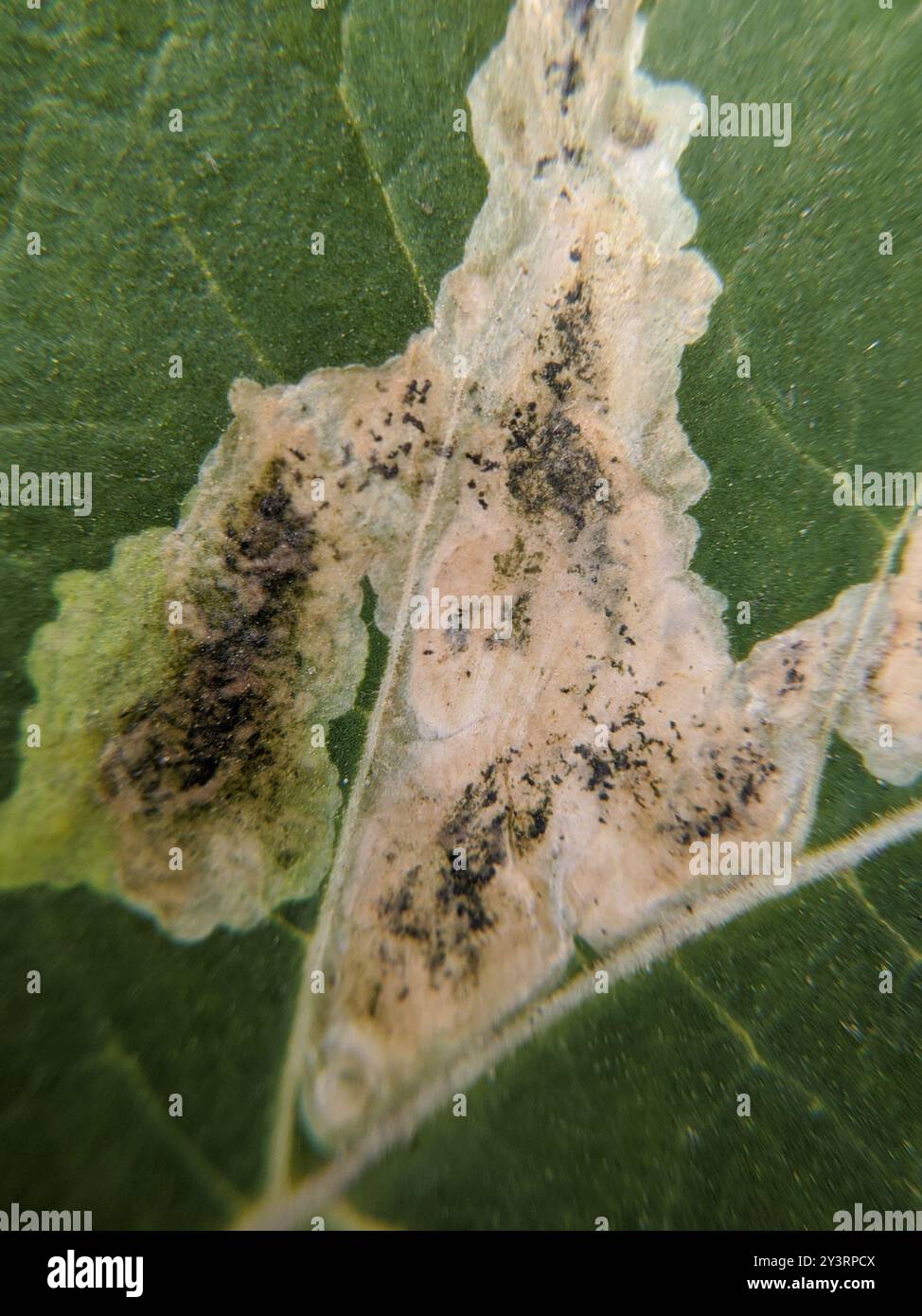 Spinach Leafminer (Pegomya hyoscyami) Insecta Stock Photo - Alamy