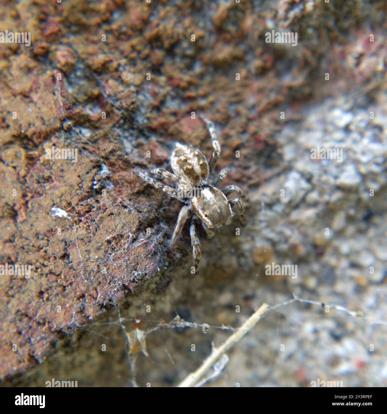 (Attulus ammophilus) Arachnida Stock Photo - Alamy