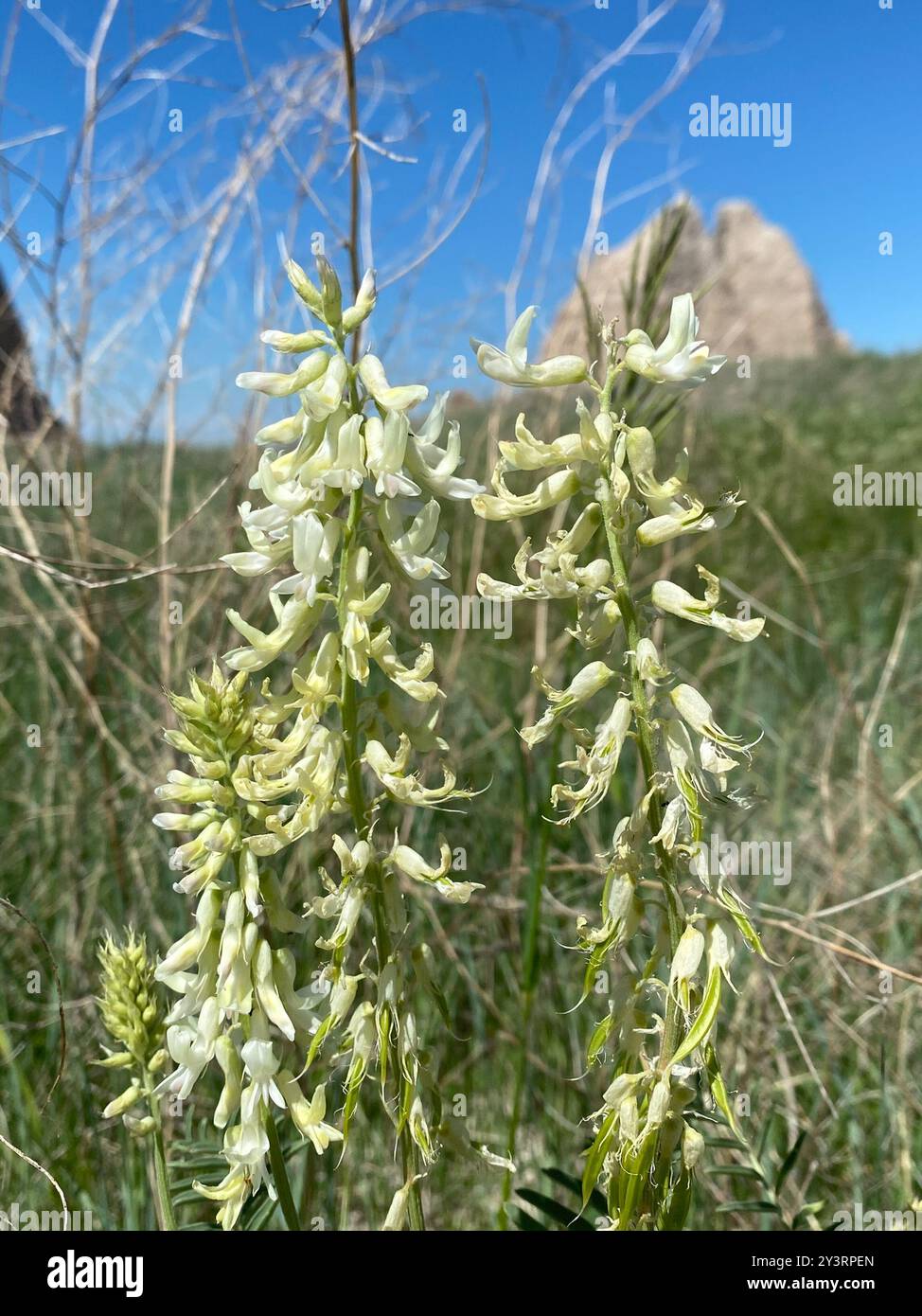 Racemose Milkvetch (Astragalus racemosus) Plantae Stock Photo - Alamy
