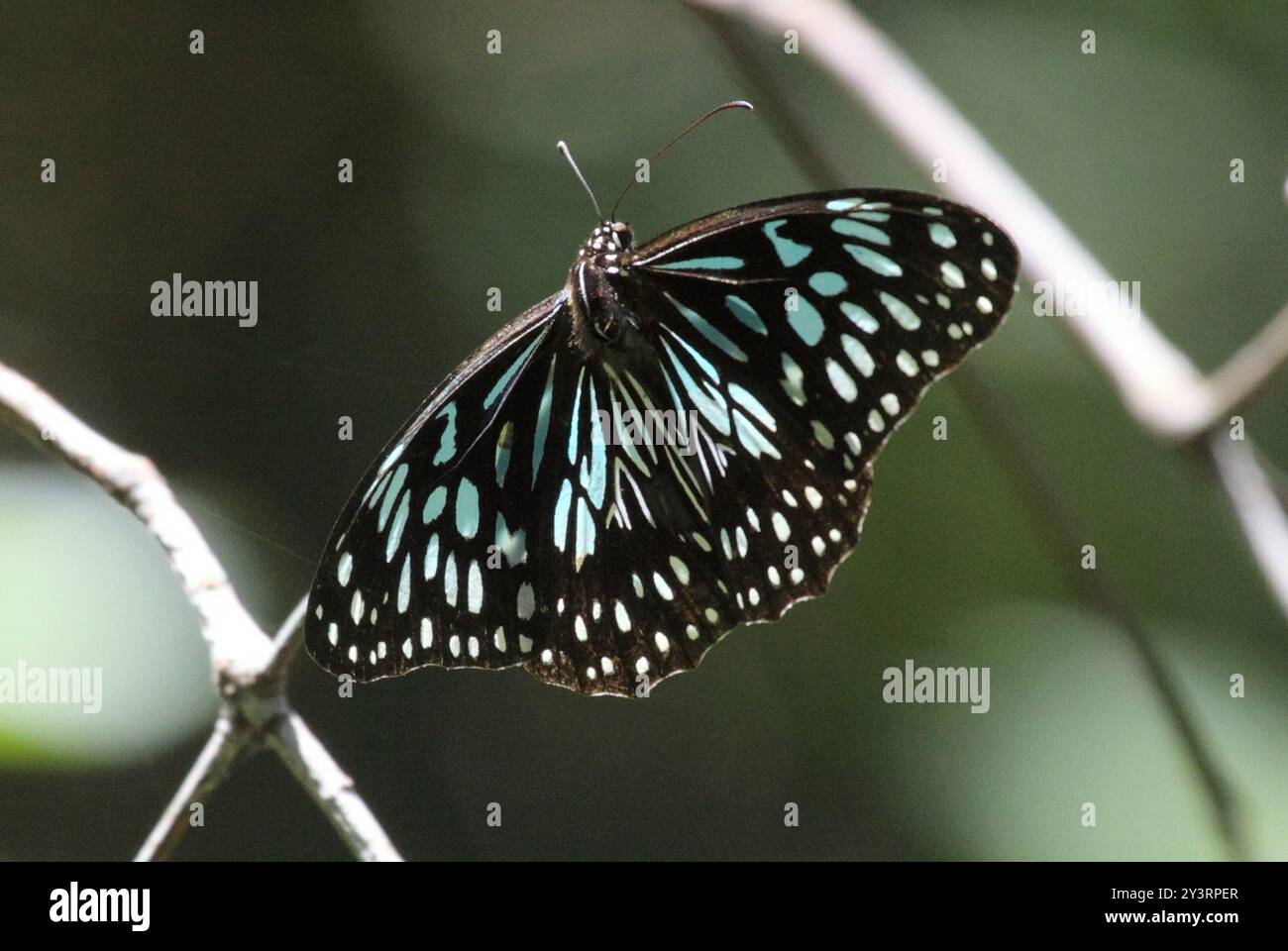 Blue Wanderer (Tirumala hamata) Insecta Stock Photo - Alamy