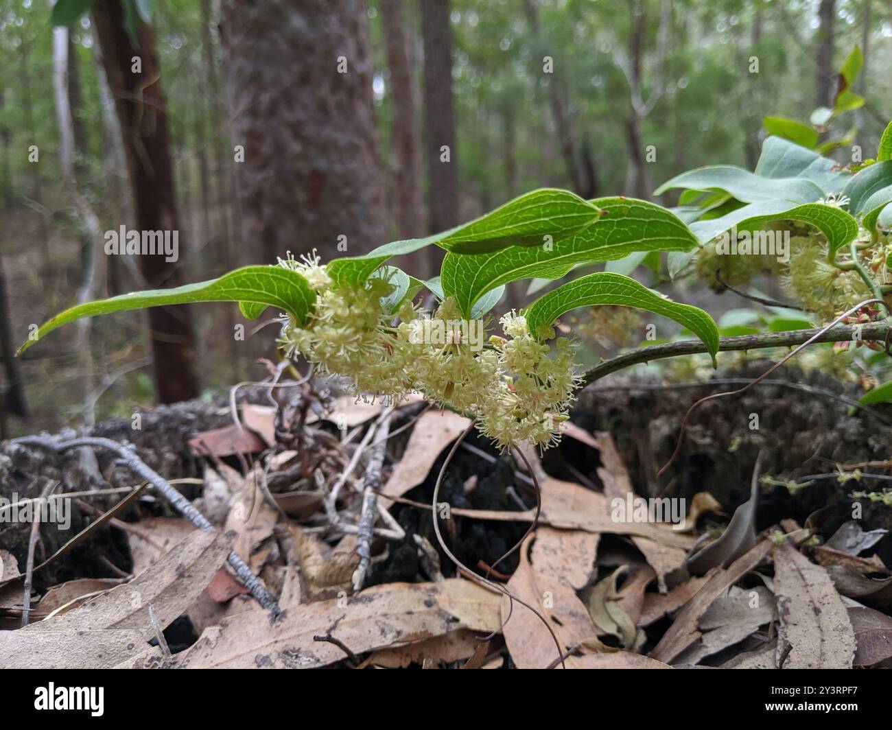 Austral Sarsaparilla (Smilax australis) Plantae Stock Photo - Alamy