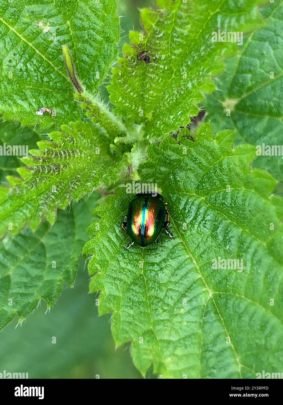 Dead-nettle Leaf Beetle (Fasta fastuosa) Insecta Stock Photo - Alamy