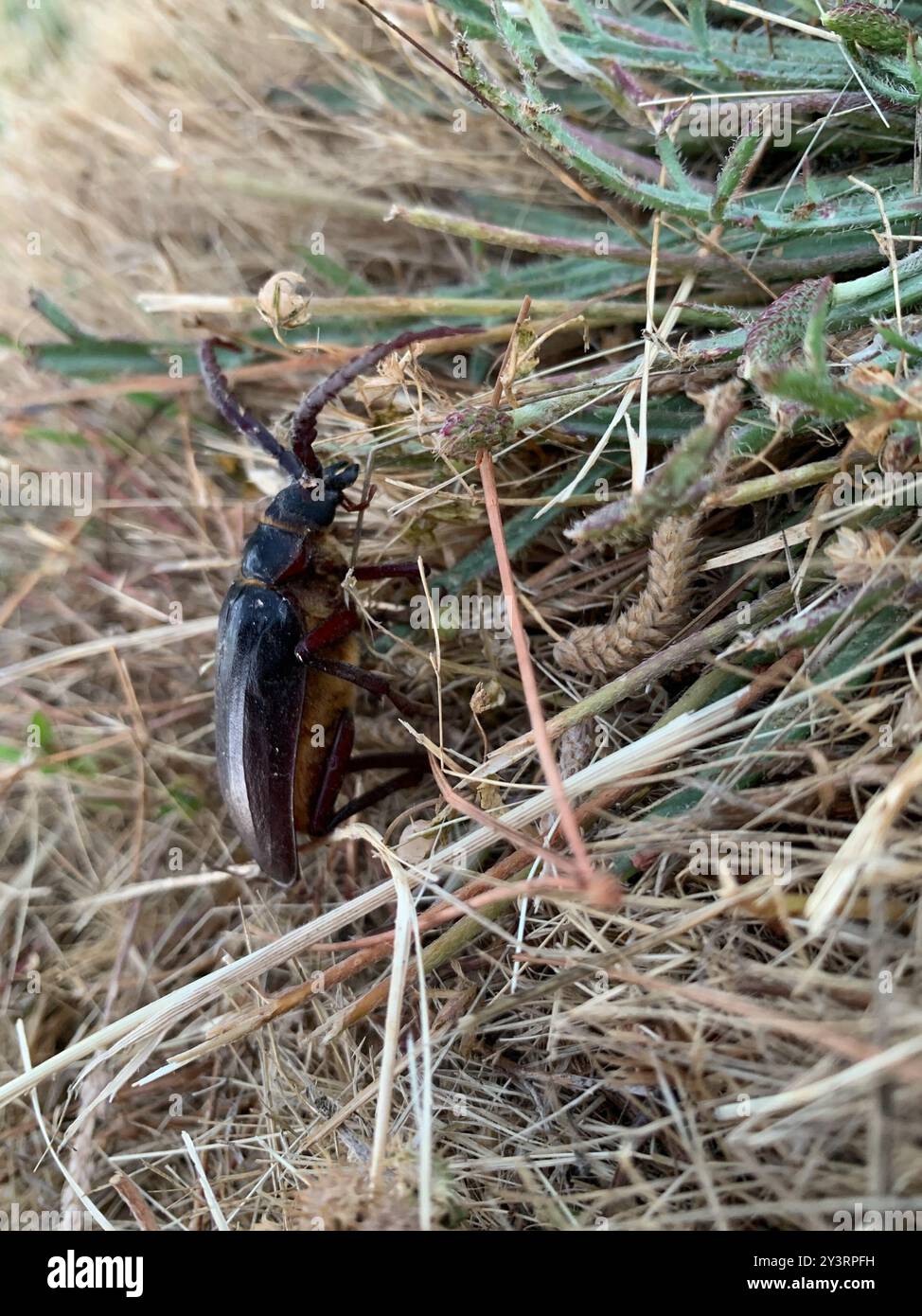 California Root Borer (Prionus californicus) Insecta Stock Photo - Alamy