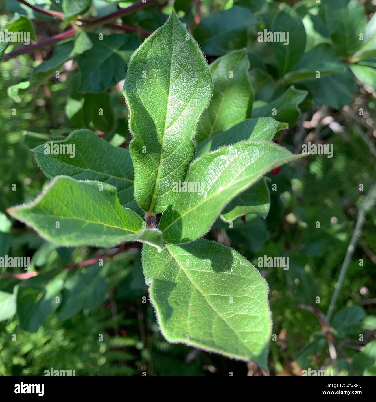 twinberry honeysuckle (Lonicera involucrata) Plantae Stock Photo - Alamy