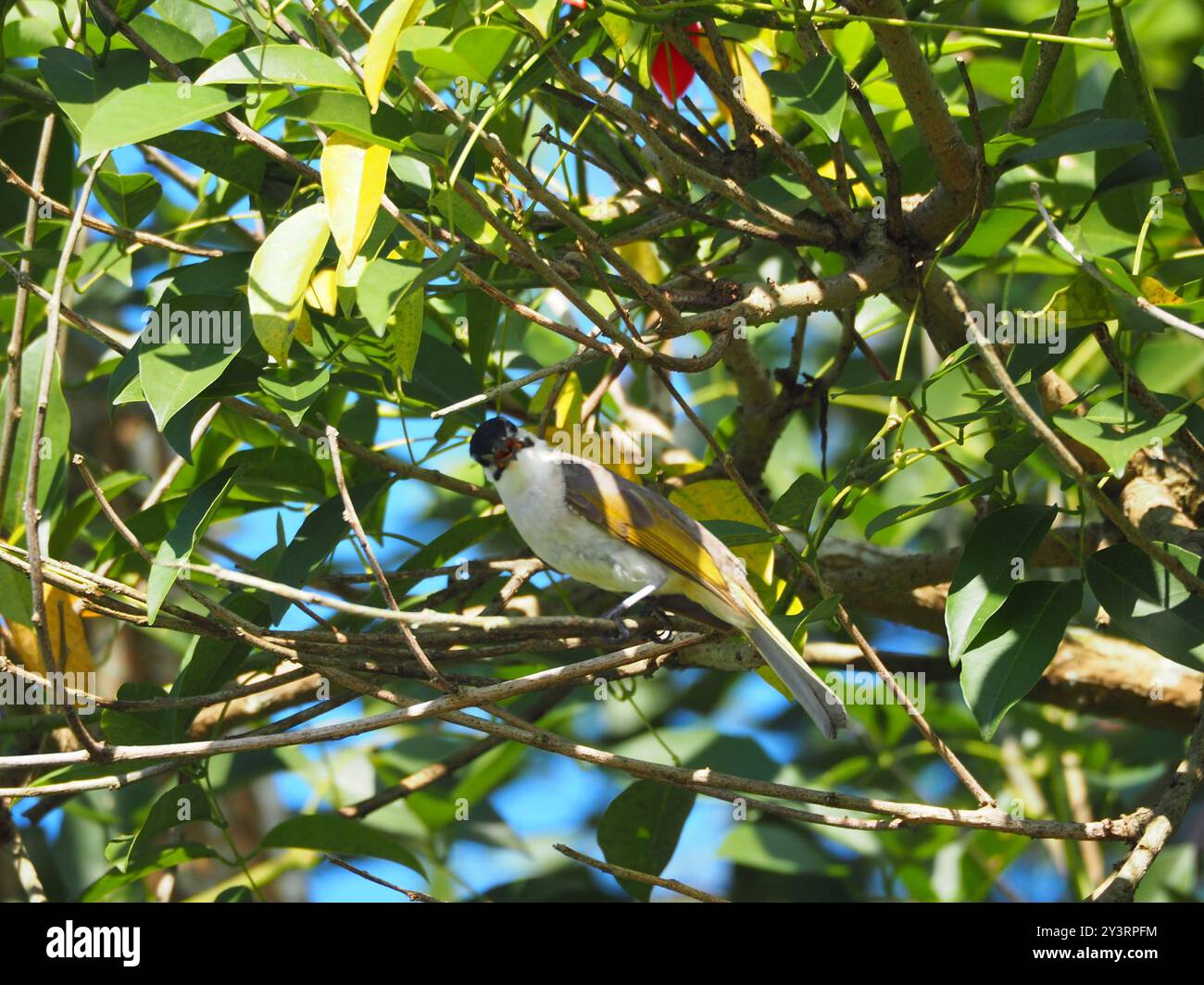 Styan's Bulbul (Pycnonotus taivanus) Aves Stock Photo - Alamy