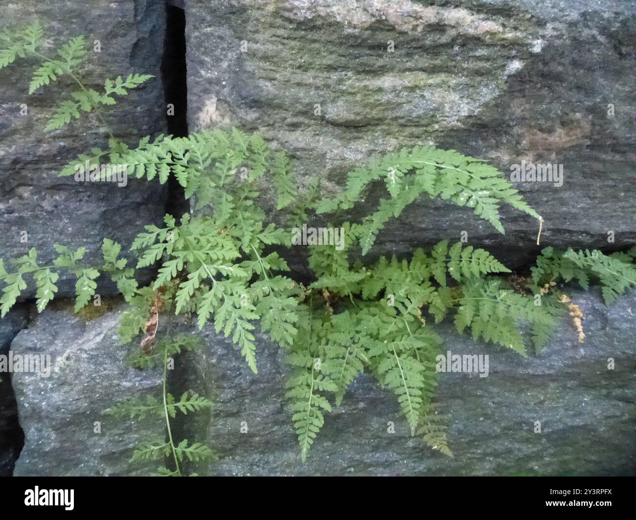 polypody family (Polypodiaceae) Plantae Stock Photo - Alamy