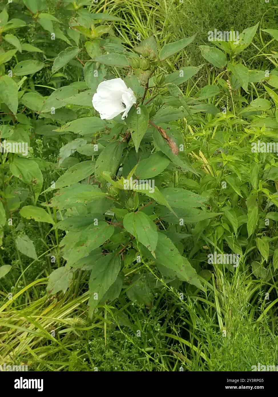swamp rose mallow (Hibiscus moscheutos) Plantae Stock Photo - Alamy