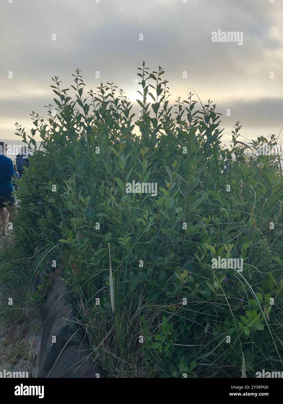 hemp dogbane (Apocynum cannabinum) Plantae Stock Photo - Alamy