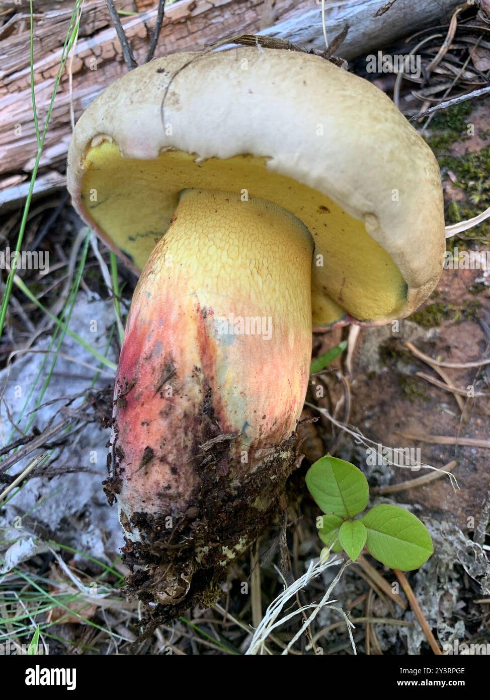 western bitter bolete (Caloboletus rubripes) Fungi Stock Photo - Alamy