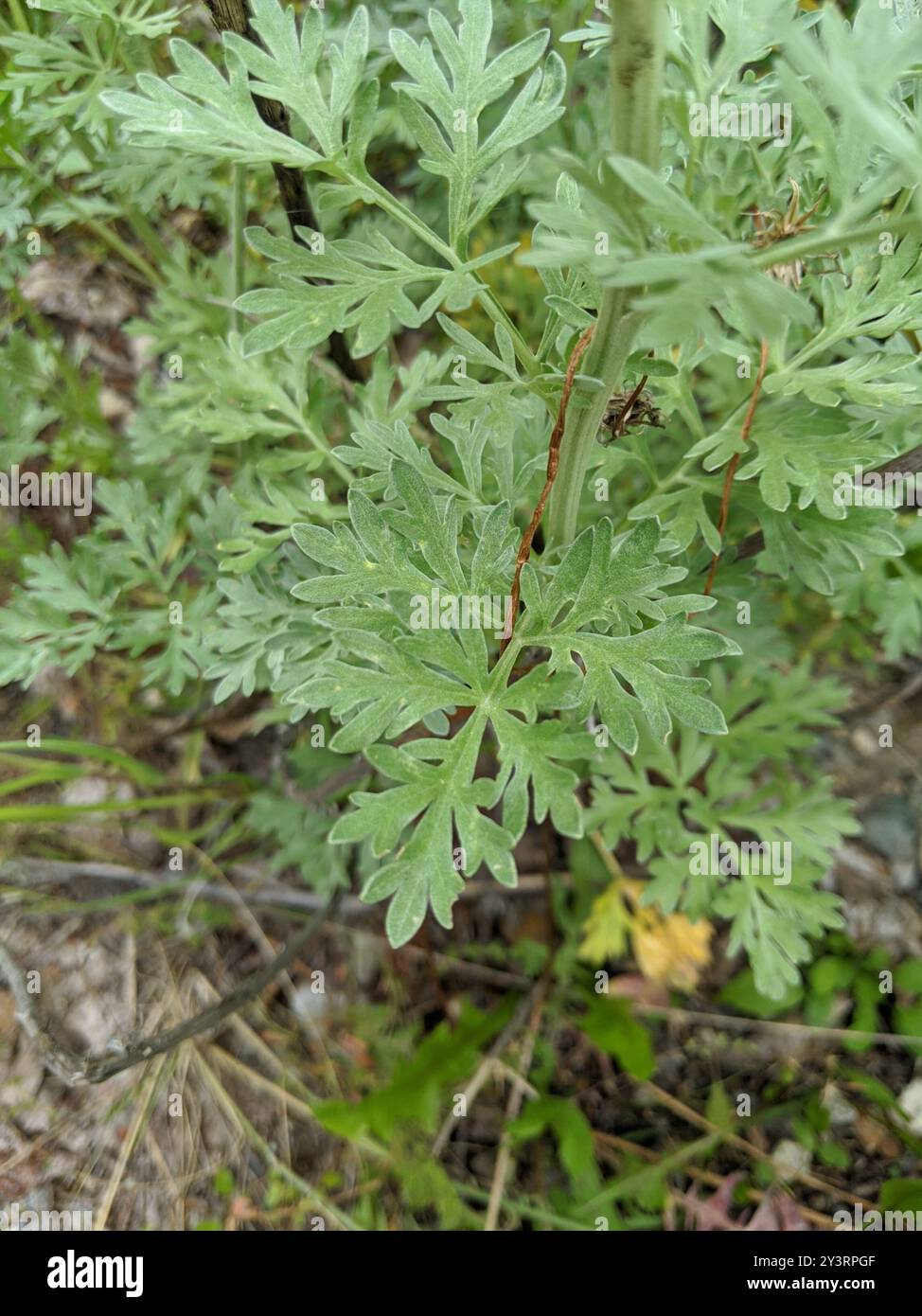 absinthe wormwood (Artemisia absinthium) Plantae Stock Photo - Alamy