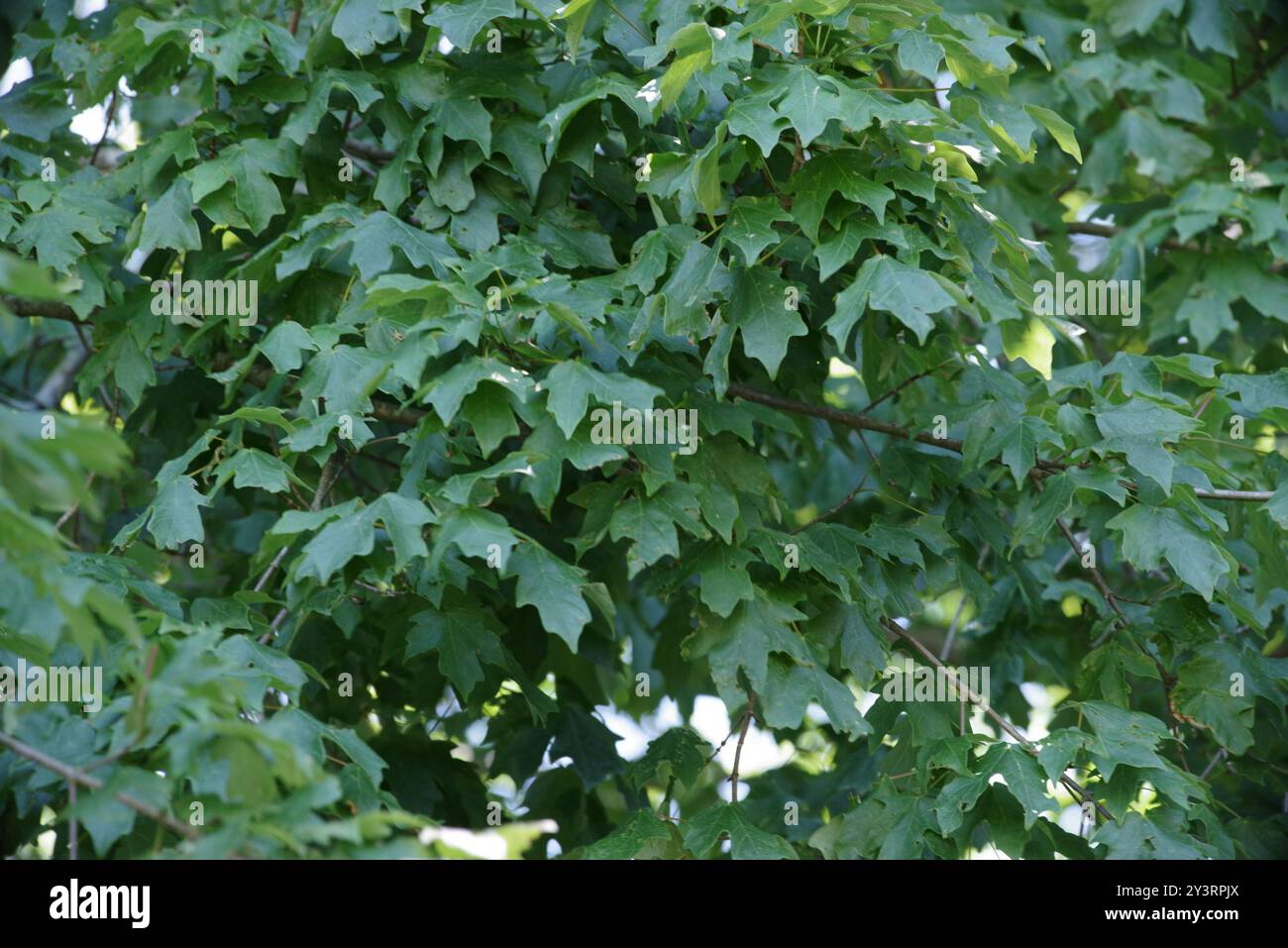 southern sugar maple (Acer floridanum) Plantae Stock Photo - Alamy