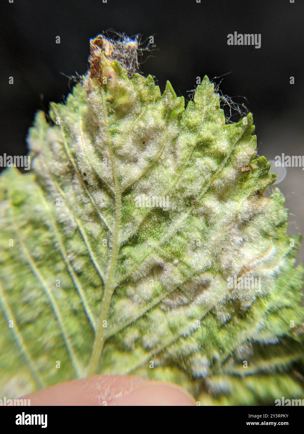 Rice Root Aphid (Tetraneura akinire) Insecta Stock Photo - Alamy