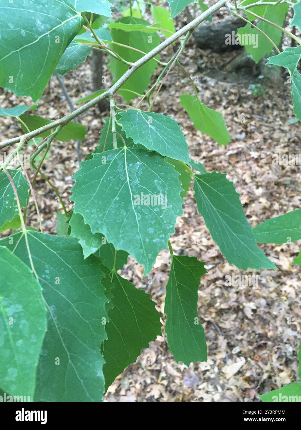 bigtooth aspen (Populus grandidentata) Plantae Stock Photo - Alamy