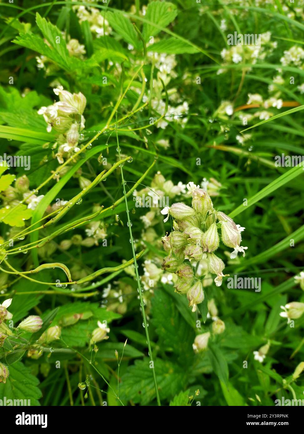 Creeping Catchfly (Silene repens) Plantae Stock Photo - Alamy