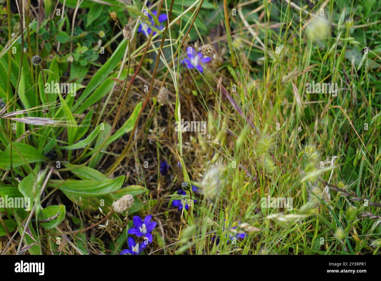 crown brodiaea (Brodiaea coronaria) Plantae Stock Photo - Alamy