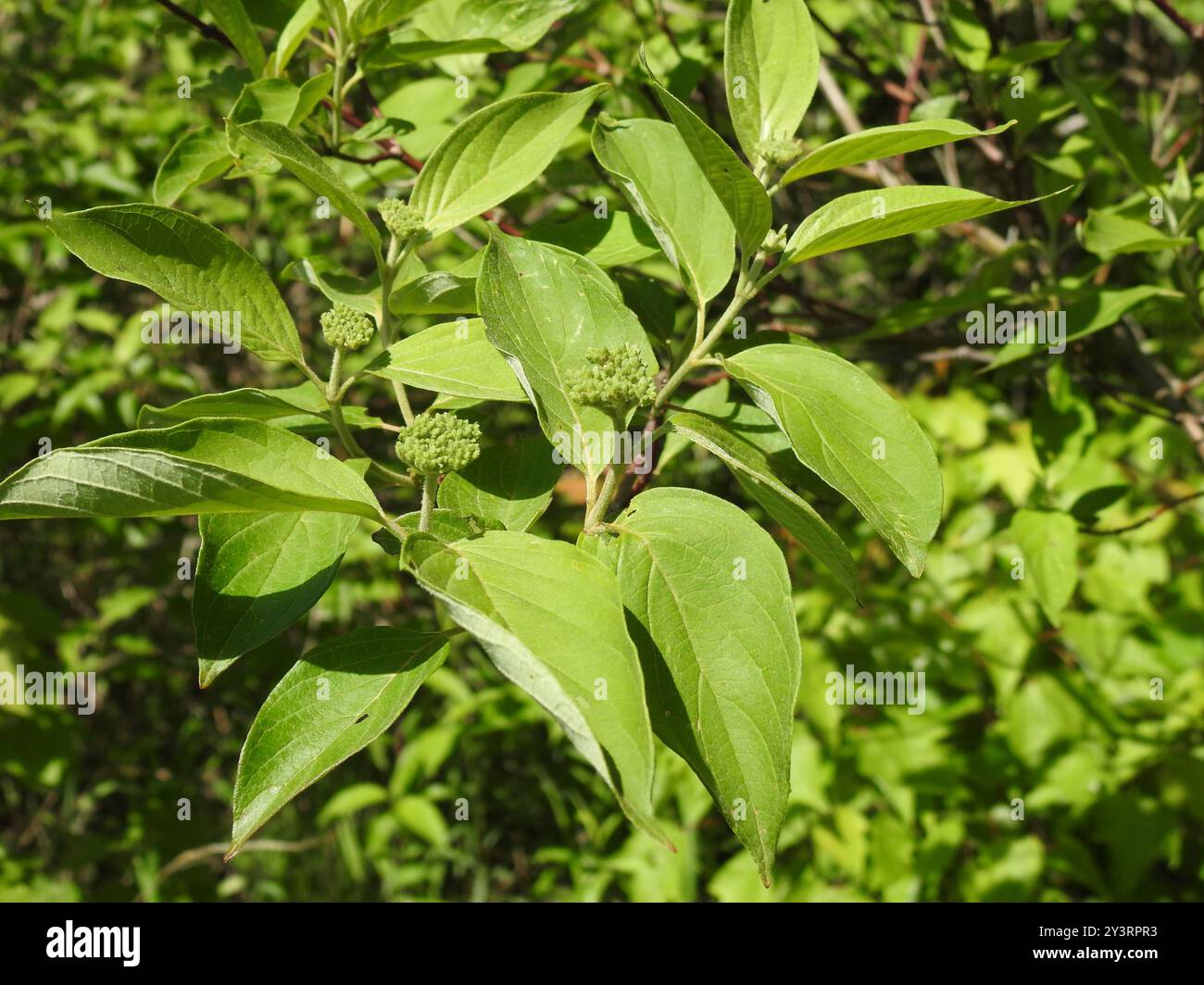 silky dogwood (Cornus amomum) Plantae Stock Photo - Alamy