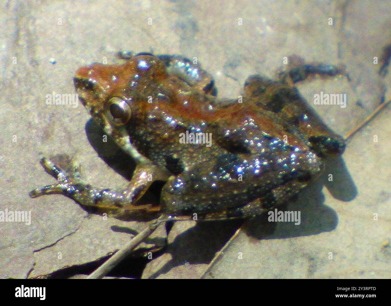Southern Cricket Frog (Acris gryllus) Amphibia Stock Photo - Alamy