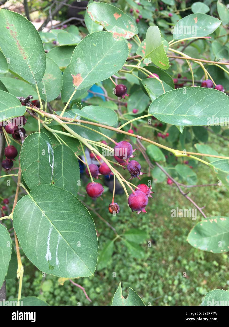 common serviceberry (Amelanchier arborea) Plantae Stock Photo - Alamy