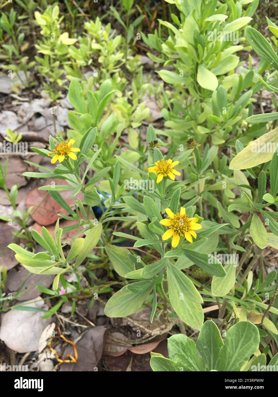 sea ox-eye (Borrichia frutescens) Plantae Stock Photo - Alamy