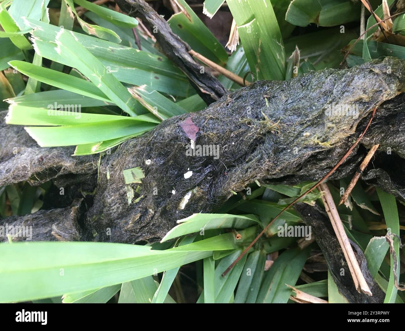 Carnivorans (Carnivora) Mammalia Stock Photo - Alamy