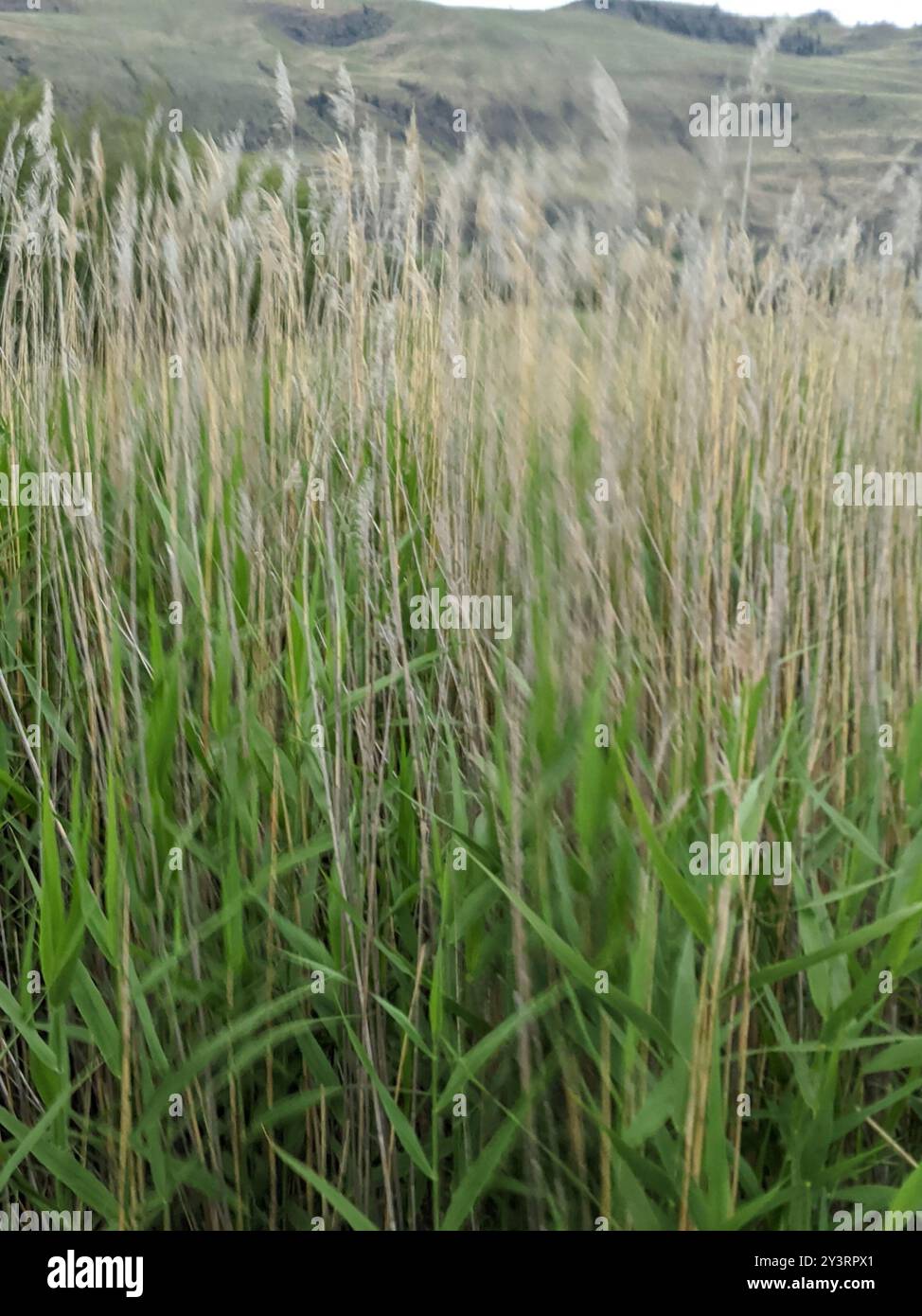 common reed (Phragmites australis) Plantae Stock Photo - Alamy
