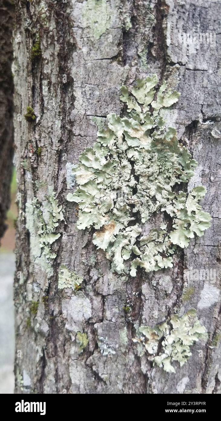 typical shield lichens (Parmelioideae) Fungi Stock Photo - Alamy