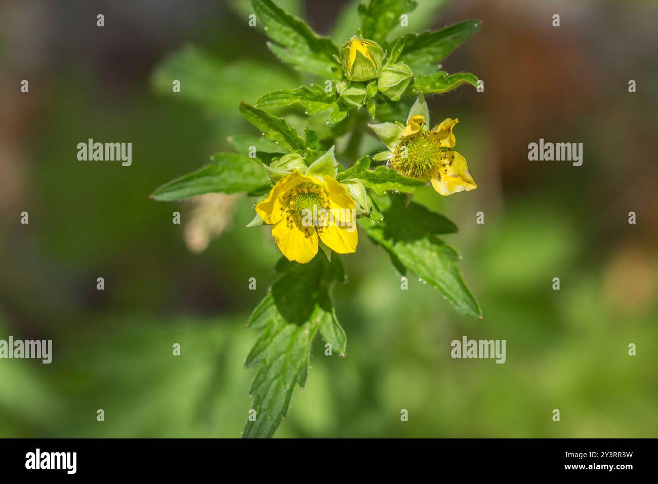 Yellow Avens (Geum aleppicum) Plantae Stock Photo - Alamy