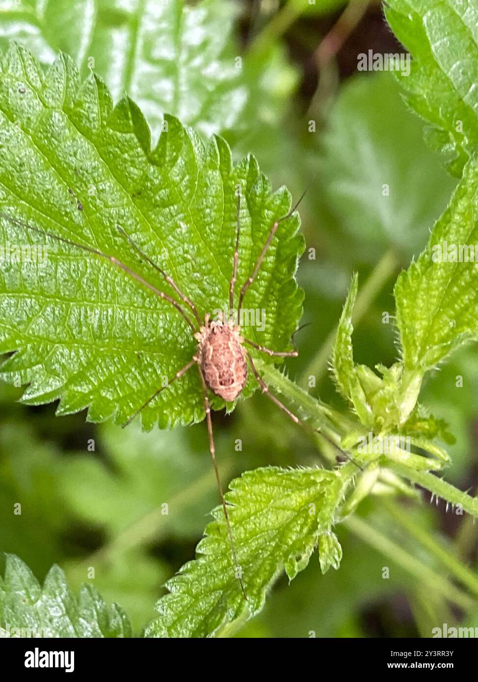 Spring Harvestman (Rilaena triangularis) Arachnida Stock Photo - Alamy
