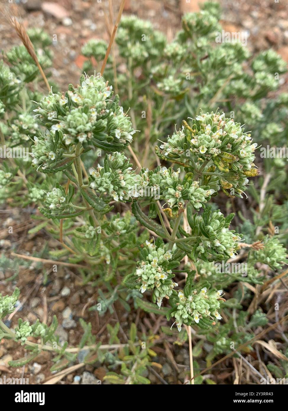 Felty Germander (Teucrium capitatum) Plantae Stock Photo - Alamy