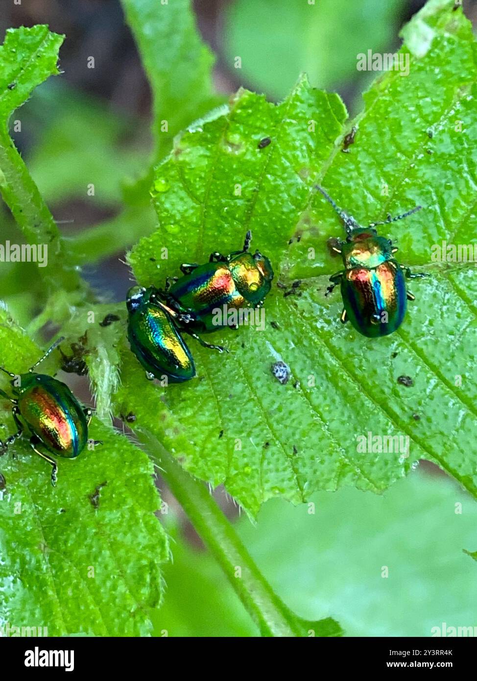 Dead-nettle Leaf Beetle (Fasta fastuosa) Insecta Stock Photo - Alamy