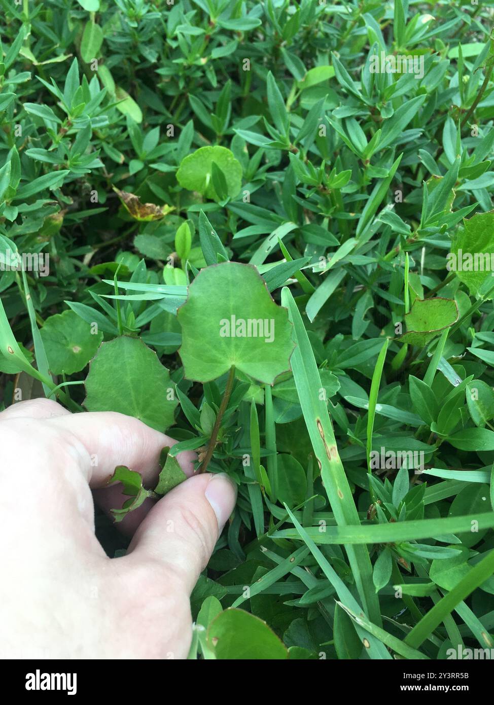 American Coinwort (Centella erecta) Plantae Stock Photo - Alamy