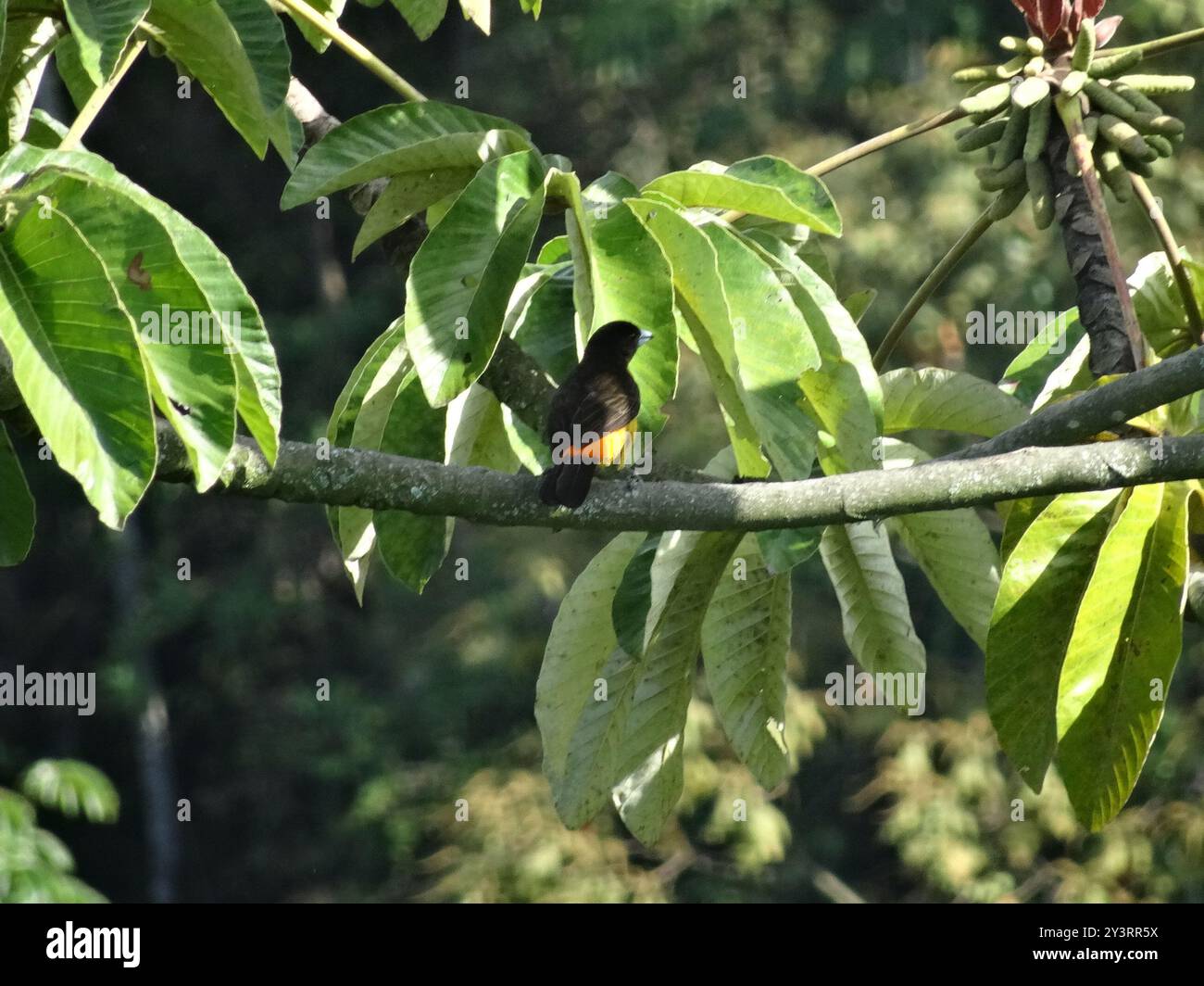 (Ramphocelus flammigerus flammigerus) Aves Stock Photo - Alamy