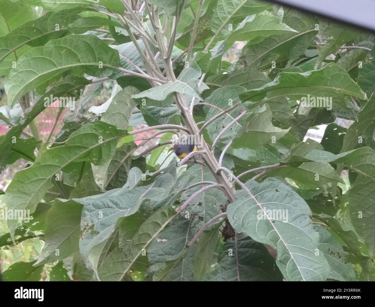 Slate-throated Redstart (Myioborus miniatus) Aves Stock Photo - Alamy