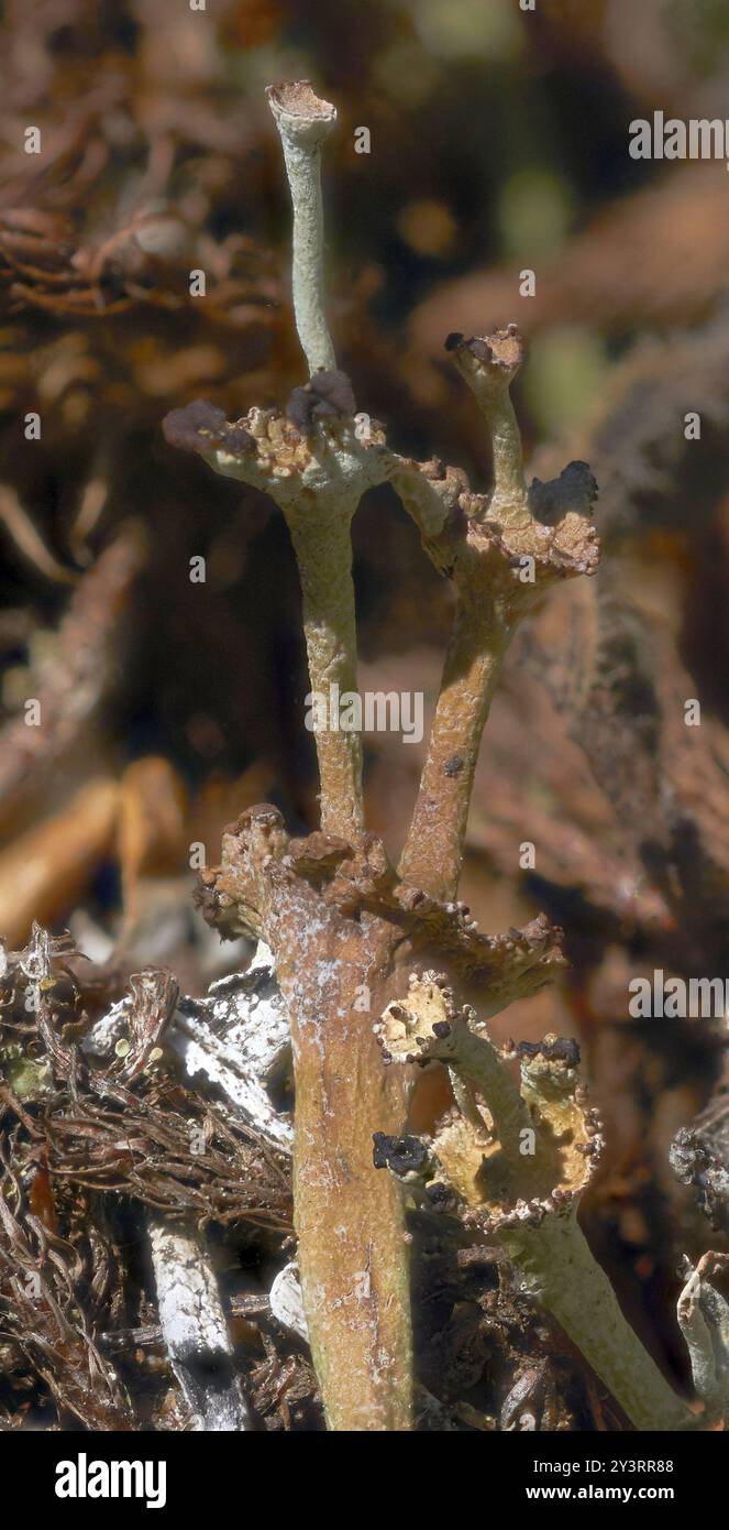 Ladder Lichen (Cladonia verticillata) Fungi Stock Photo - Alamy