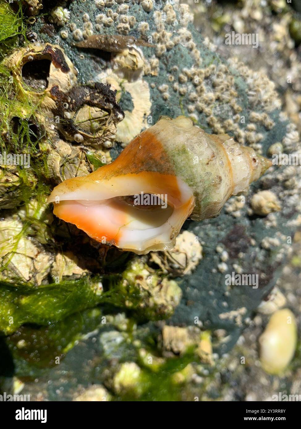 Frilled Dogwinkle (Nucella lamellosa) Mollusca Stock Photo - Alamy