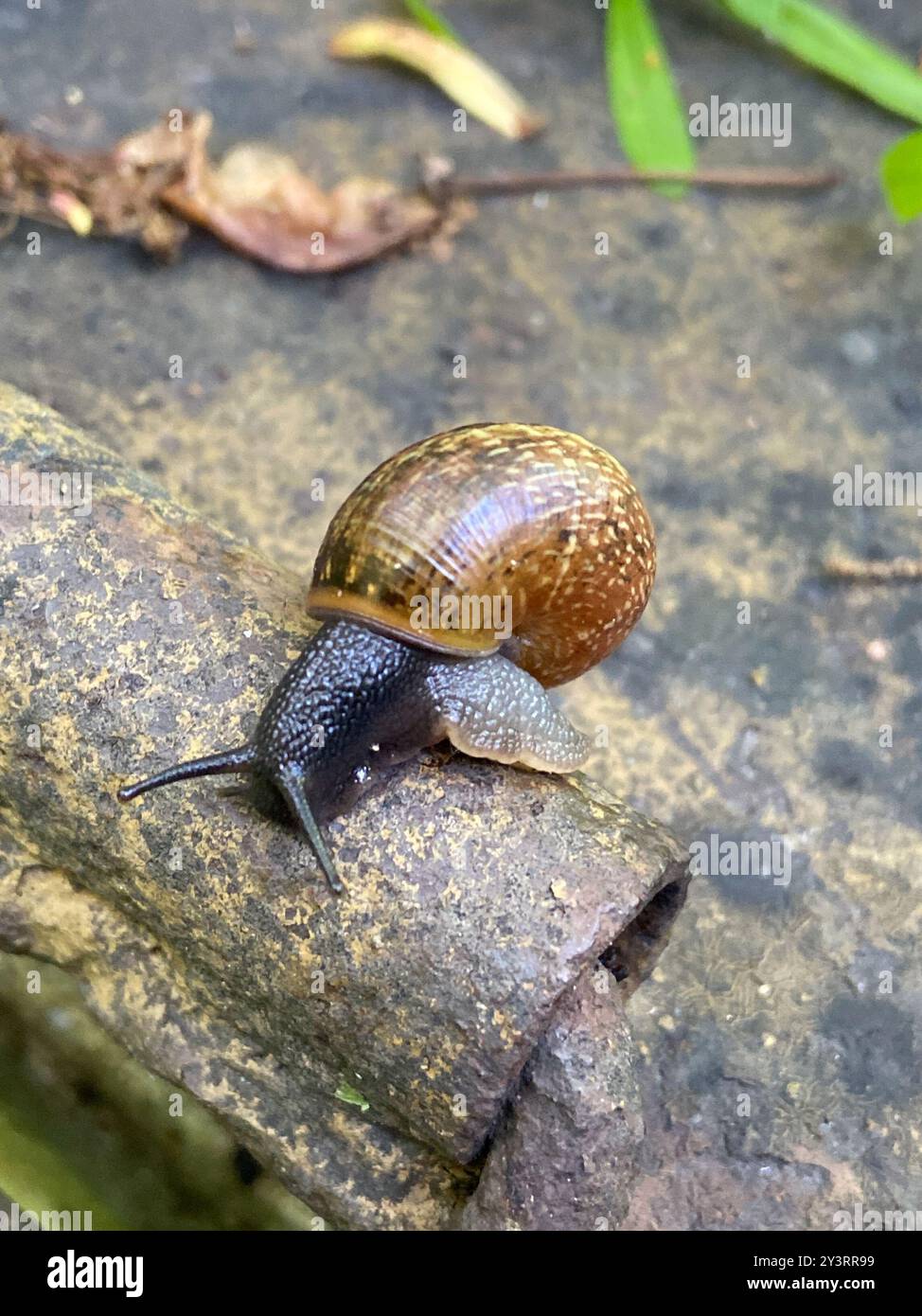 Copse Snail (Arianta arbustorum) Mollusca Stock Photo - Alamy