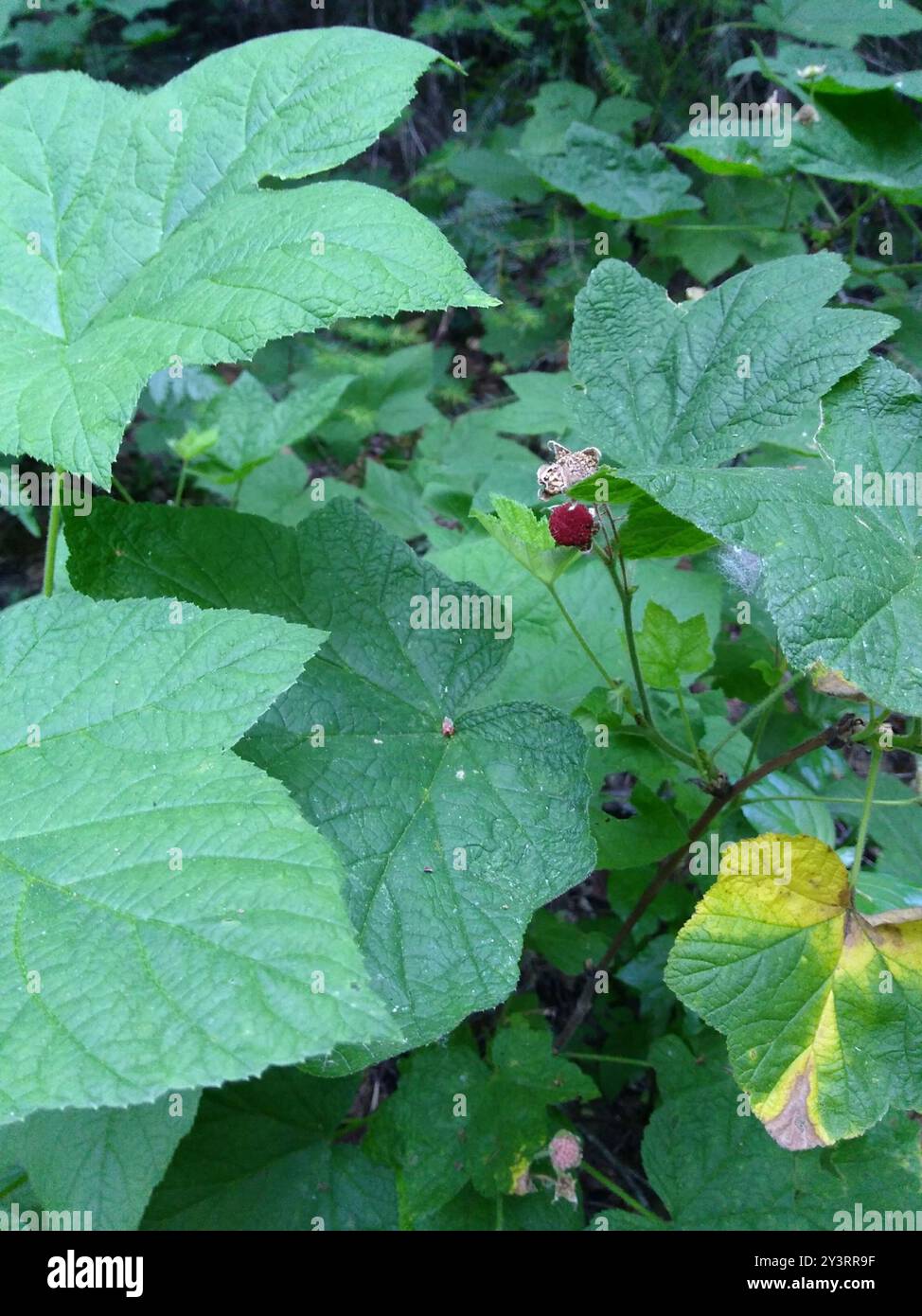 thimbleberry (Rubus parviflorus) Plantae Stock Photo - Alamy