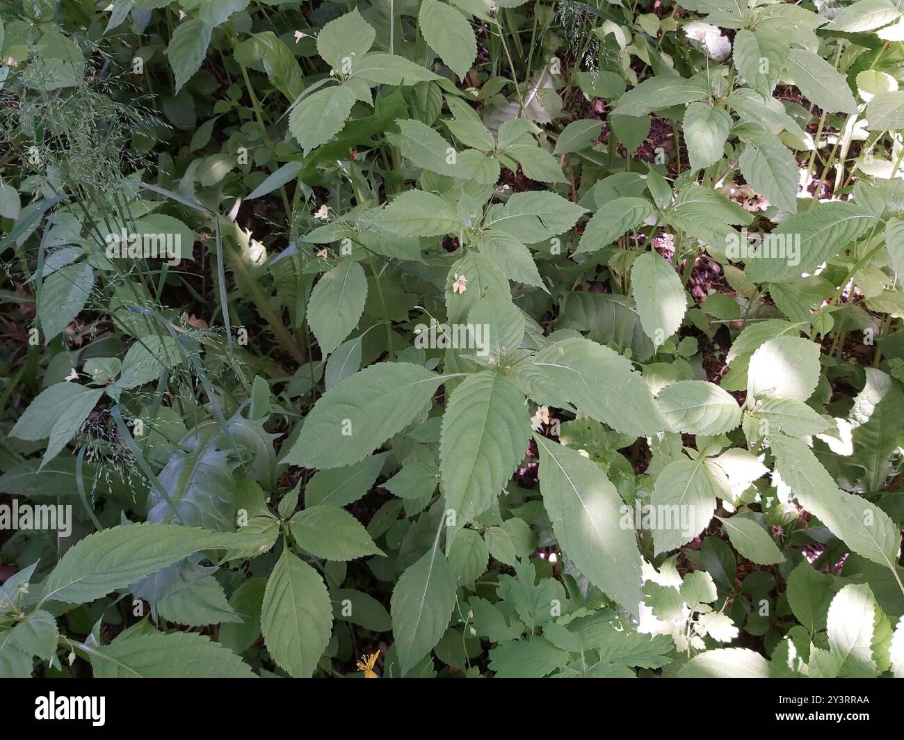 small balsam (Impatiens parviflora) Plantae Stock Photo - Alamy